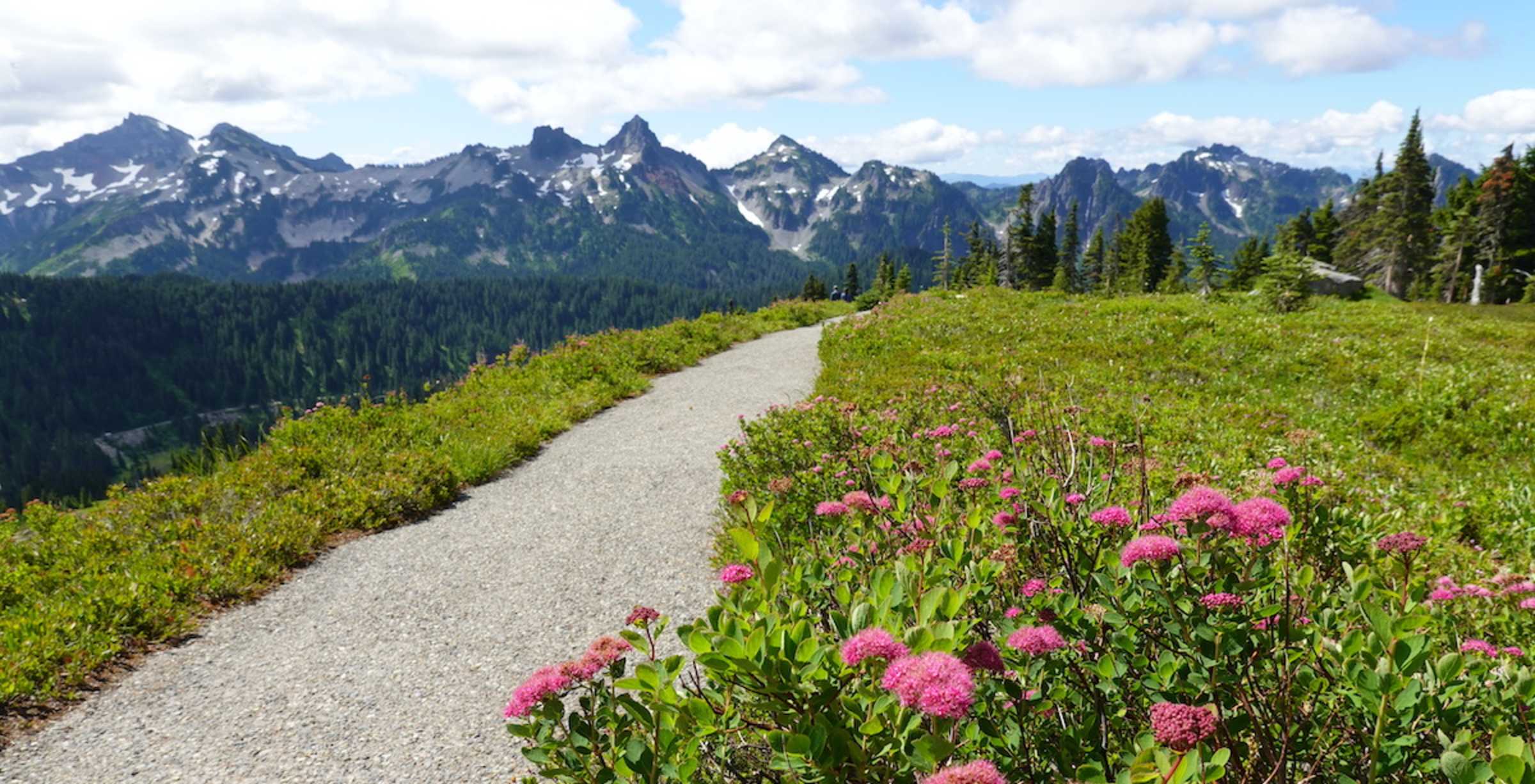 Best Wildflower Hikes in Washington State | Hipcamp Journal